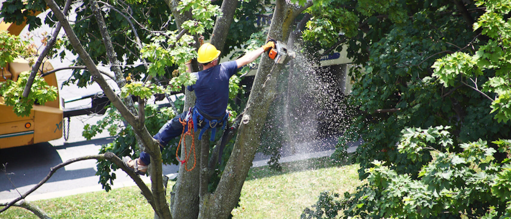 Michael Serio Inc. – Tree Care – Complete Tree Care
